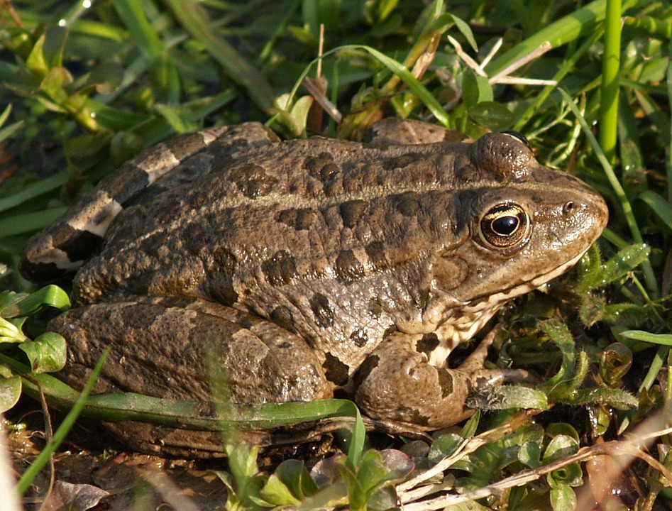 Frog Animal Nature - Free photo on Pixabay - Pixabay