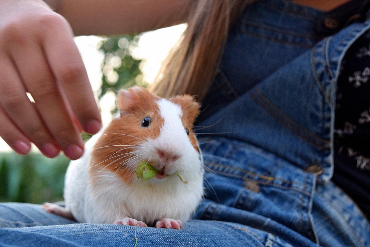 Can Guinea Pigs Eat Bananas Guinea Pig HQ