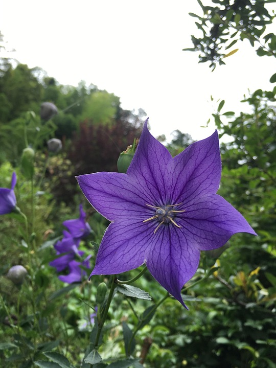 Flowers Kikyo Platycodon - Free photo on Pixabay - Pixabay