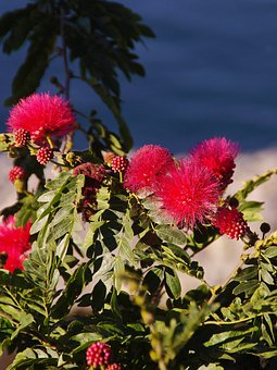 20+ Free Mimosa Pudica & Mimosa Images