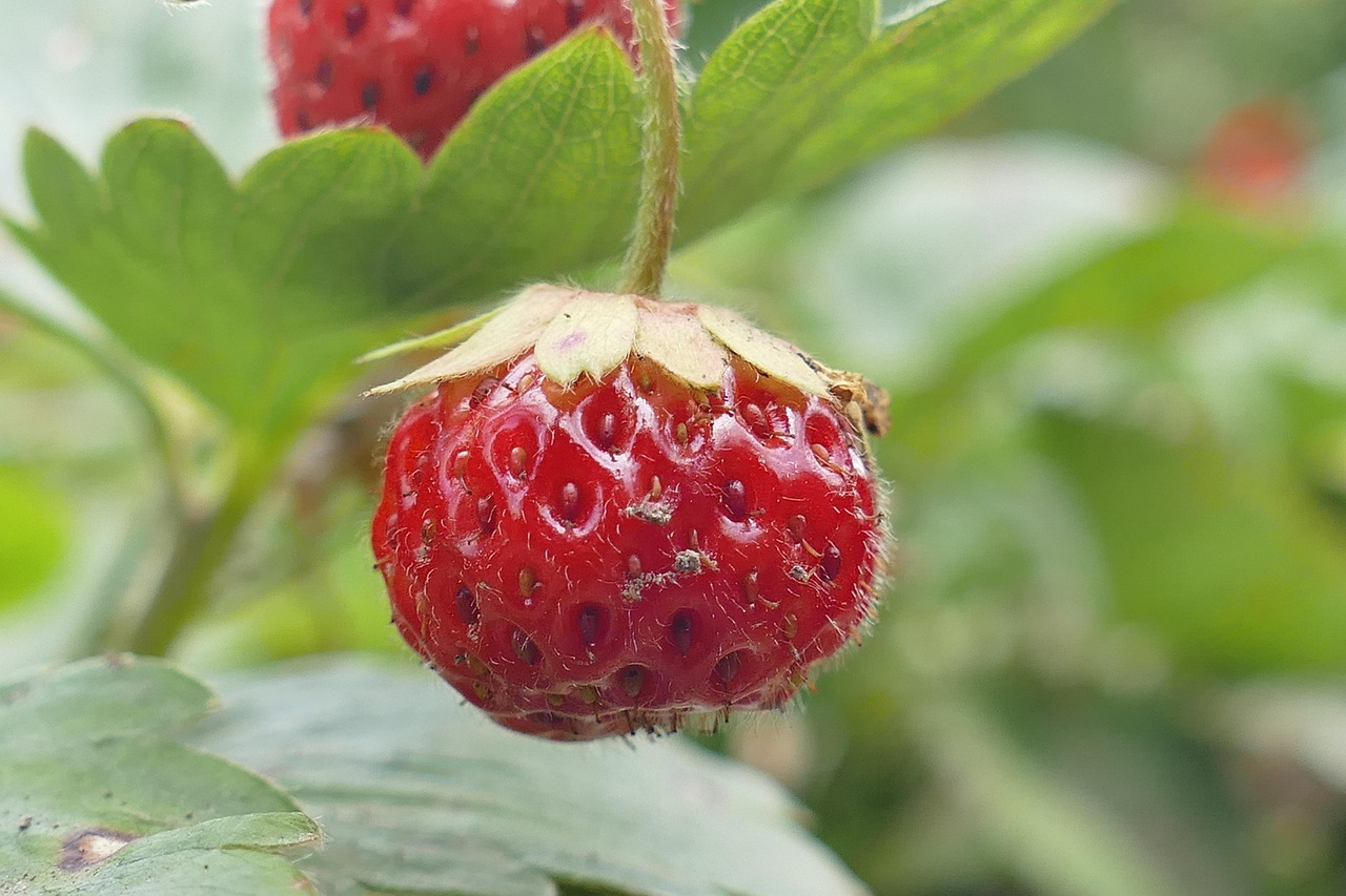 Fraise En Plein Air Fermer - Photo gratuite sur Pixabay - Pixabay