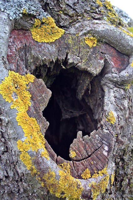 Tree Cave Tribe - Free photo on Pixabay