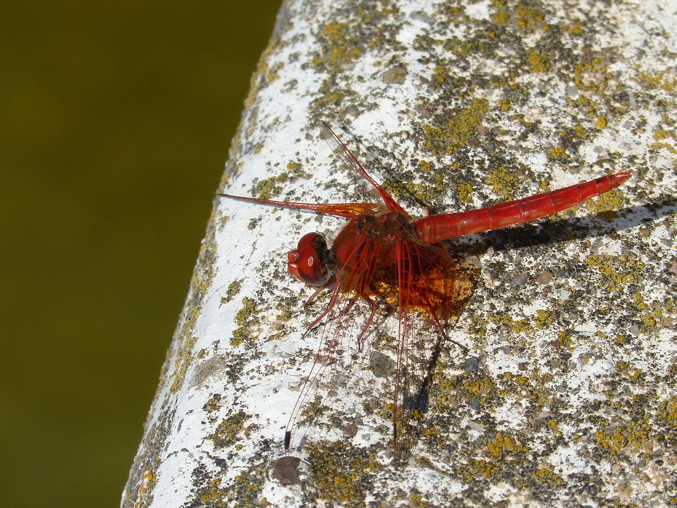 Red Dragonfly Raft - Free photo on Pixabay - Pixabay