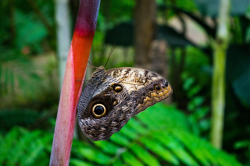 Butterfly Nature Colors - Free photo on Pixabay - Pixabay