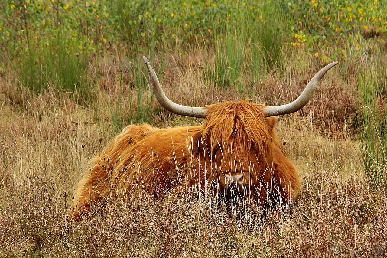 Highland Rind Kuh - Kostenloses Foto auf Pixabay