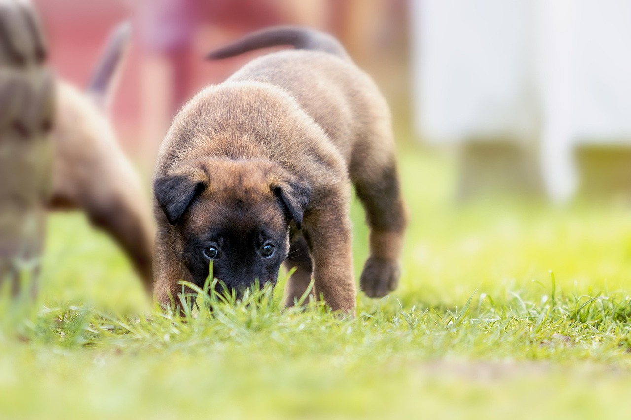 60+ kostenlose Hundewelpen und Welpe-Bilder - Pixabay