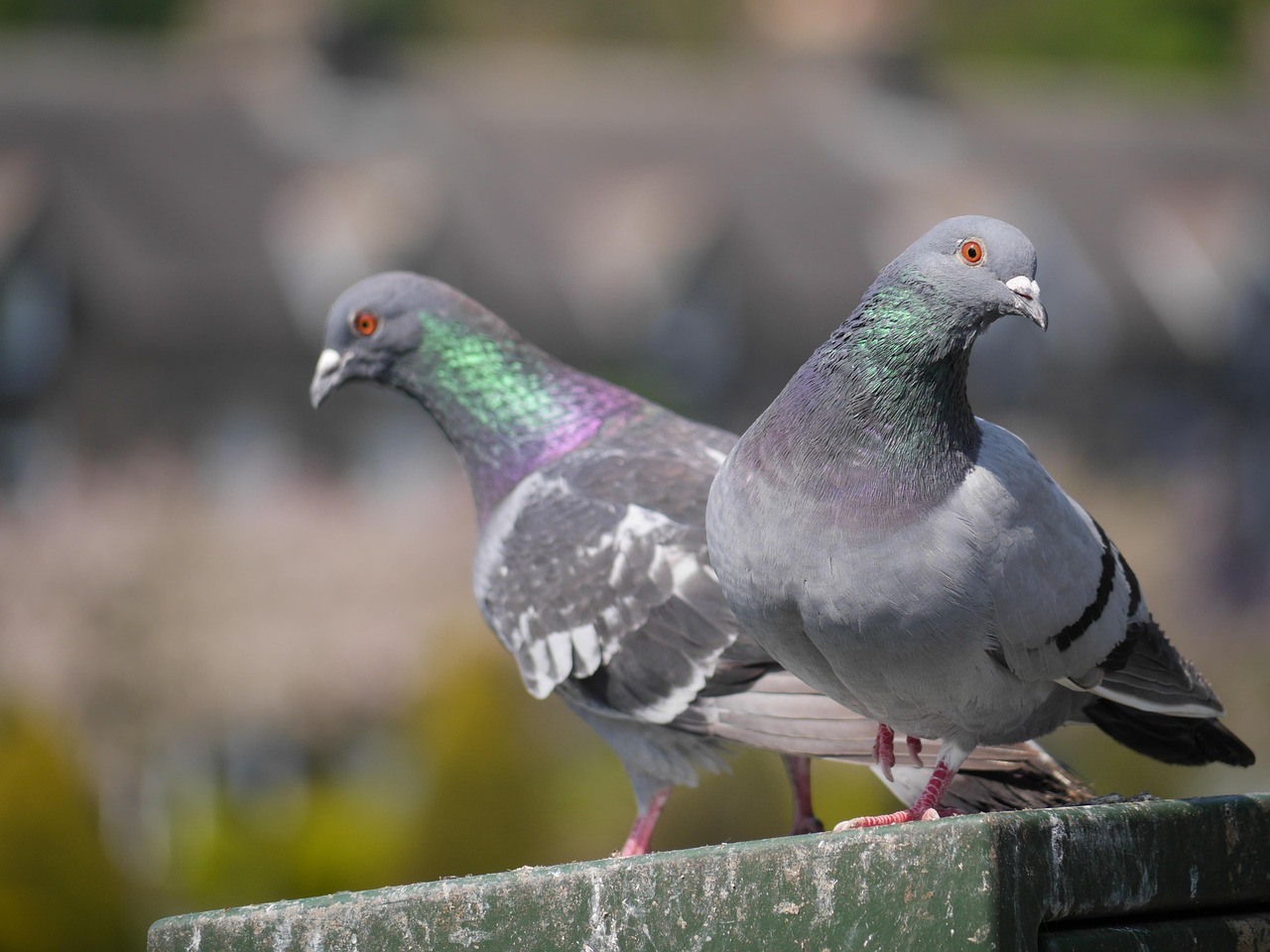 Paloma Pájaro Par - Foto gratis en Pixabay