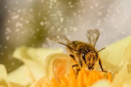Bee In The Approach Apis - Free photo on Pixabay