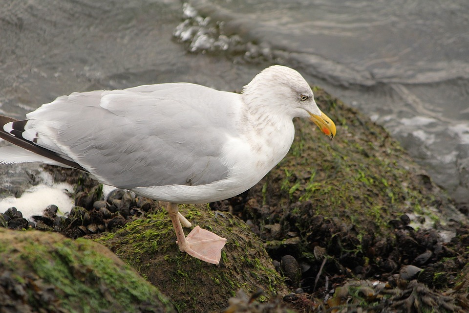 Gull Bird Sea Natural - Free photo on Pixabay