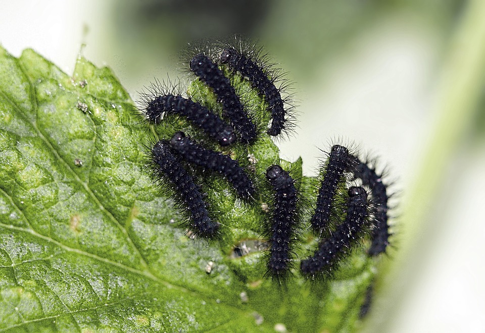 Oruga Larvas Insecto - Foto gratis en Pixabay - Pixabay