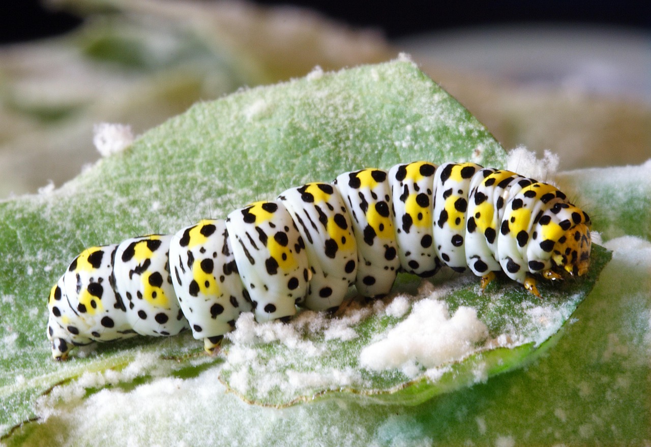 Oruga Larva Insecto - Foto gratis en Pixabay - Pixabay