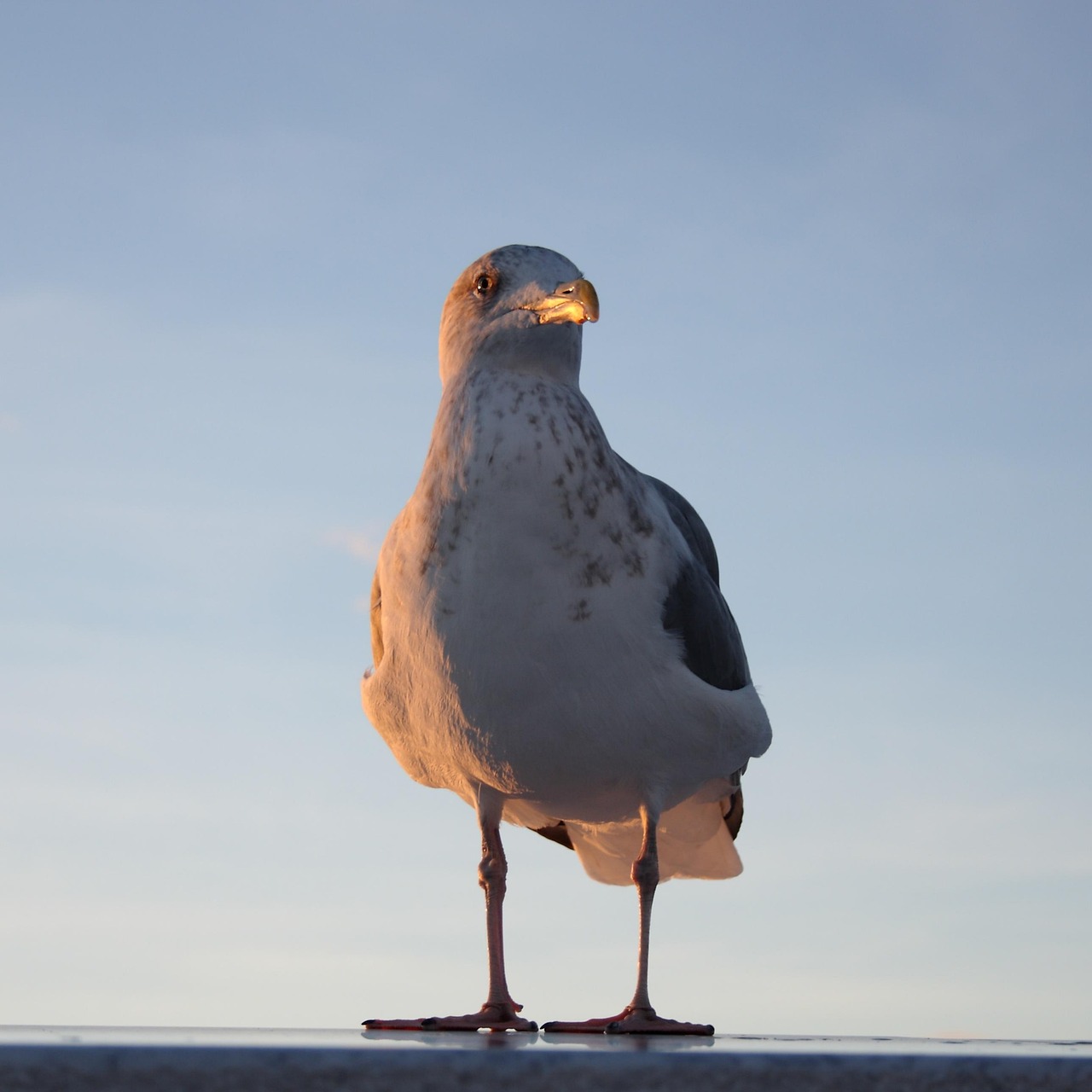 Mouette Oiseau La - Photo gratuite sur Pixabay - Pixabay