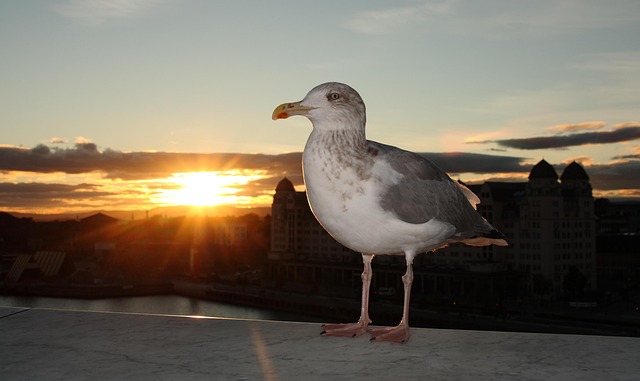 Mouette La Nature Le Coucher Du - Photo gratuite sur Pixabay - Pixabay