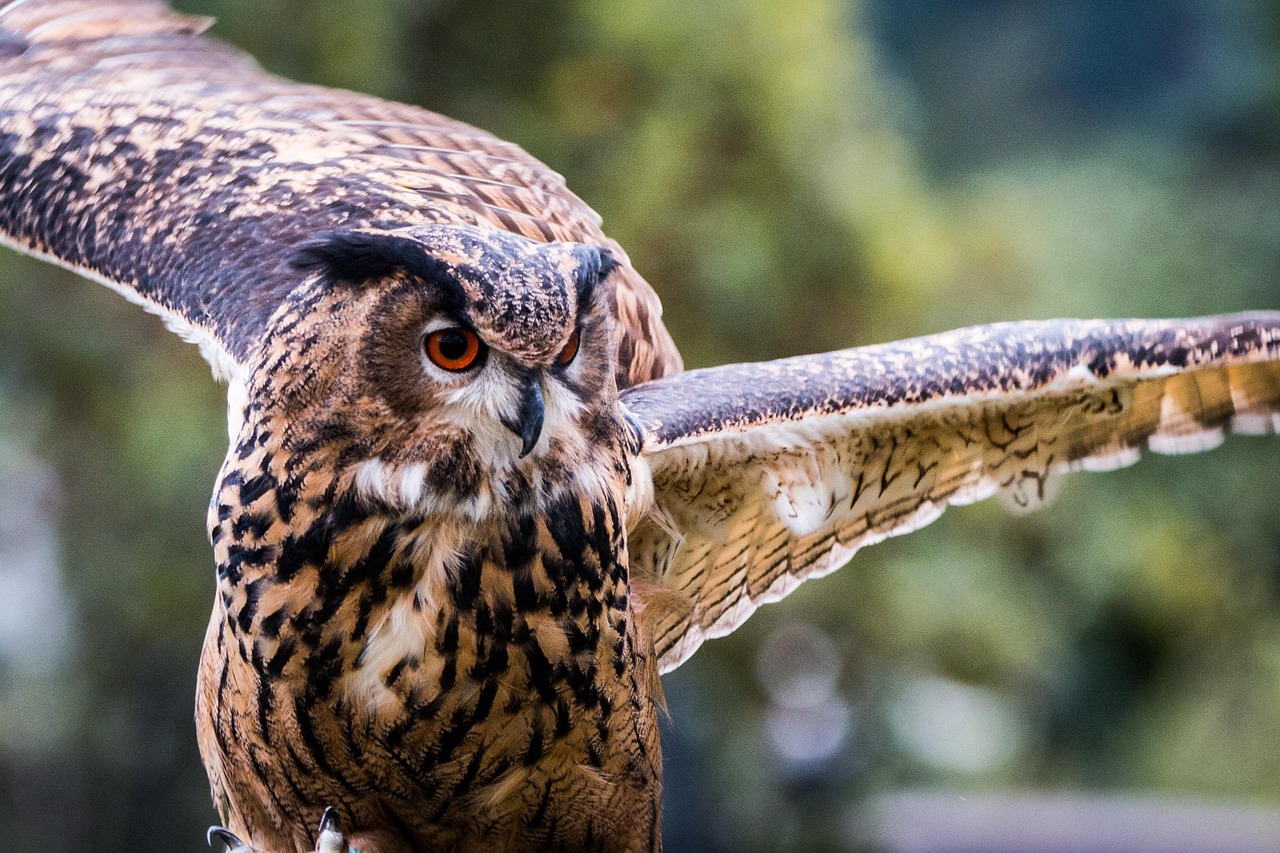 Uhu Bubo Bagoly - Ingyenes fotó a Pixabay-en - Pixabay