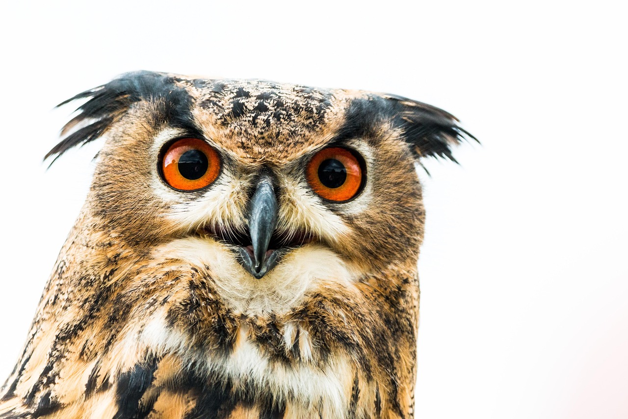 600+ kostenlose Uhu & Eule Fotos - Pixabay