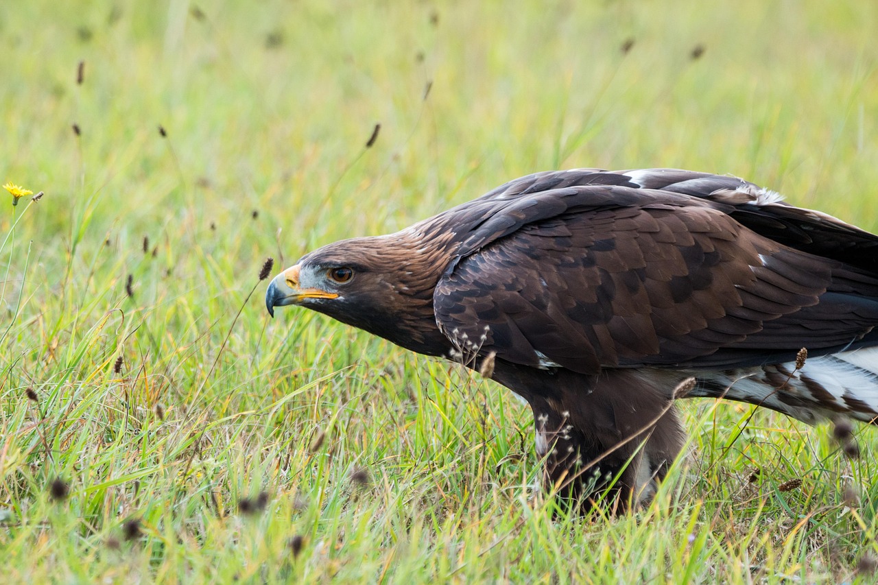 Elang Emas Burung Rajawali - Foto gratis di Pixabay - Pixabay