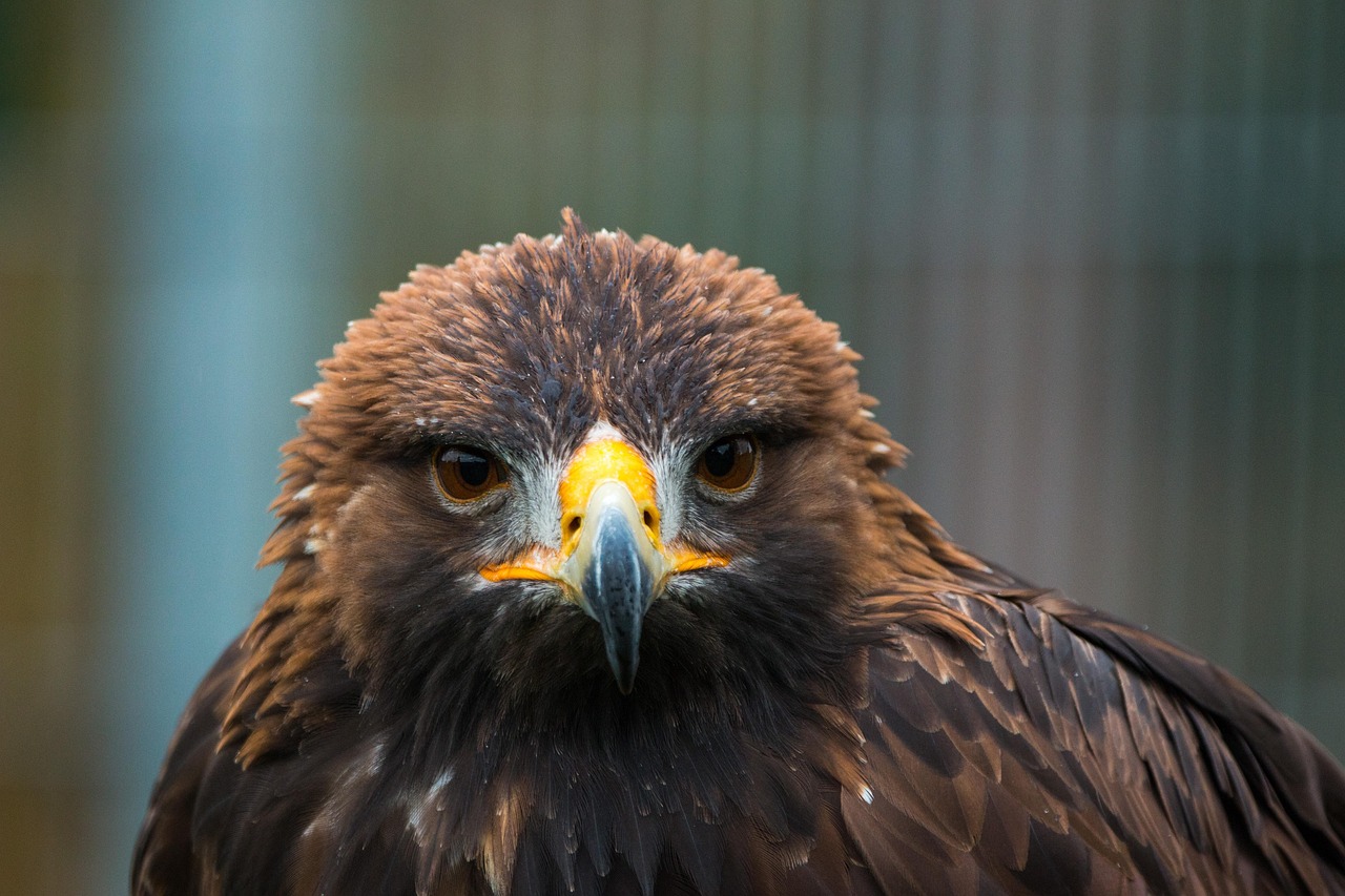 Golden Eagle Bird - Free photo on Pixabay - Pixabay