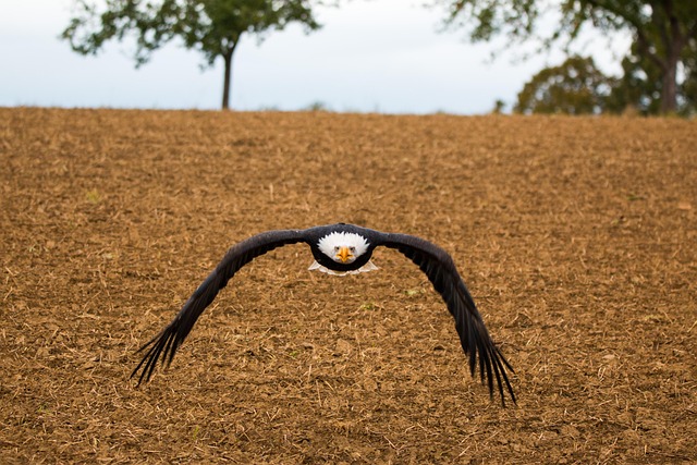 Bald Eagle Flying In Flight - Free photo on Pixabay
