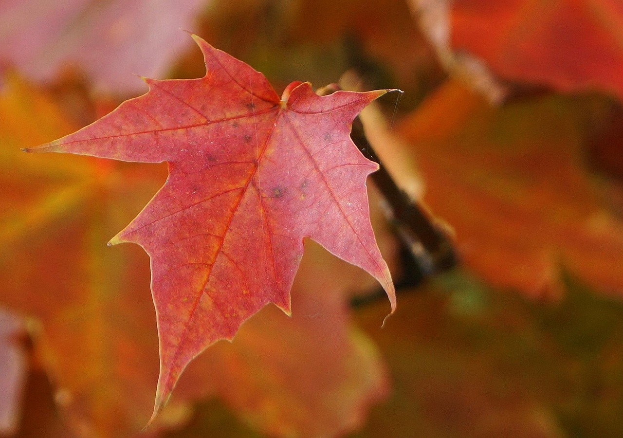 Nature Autumn Leaf - Free photo on Pixabay - Pixabay