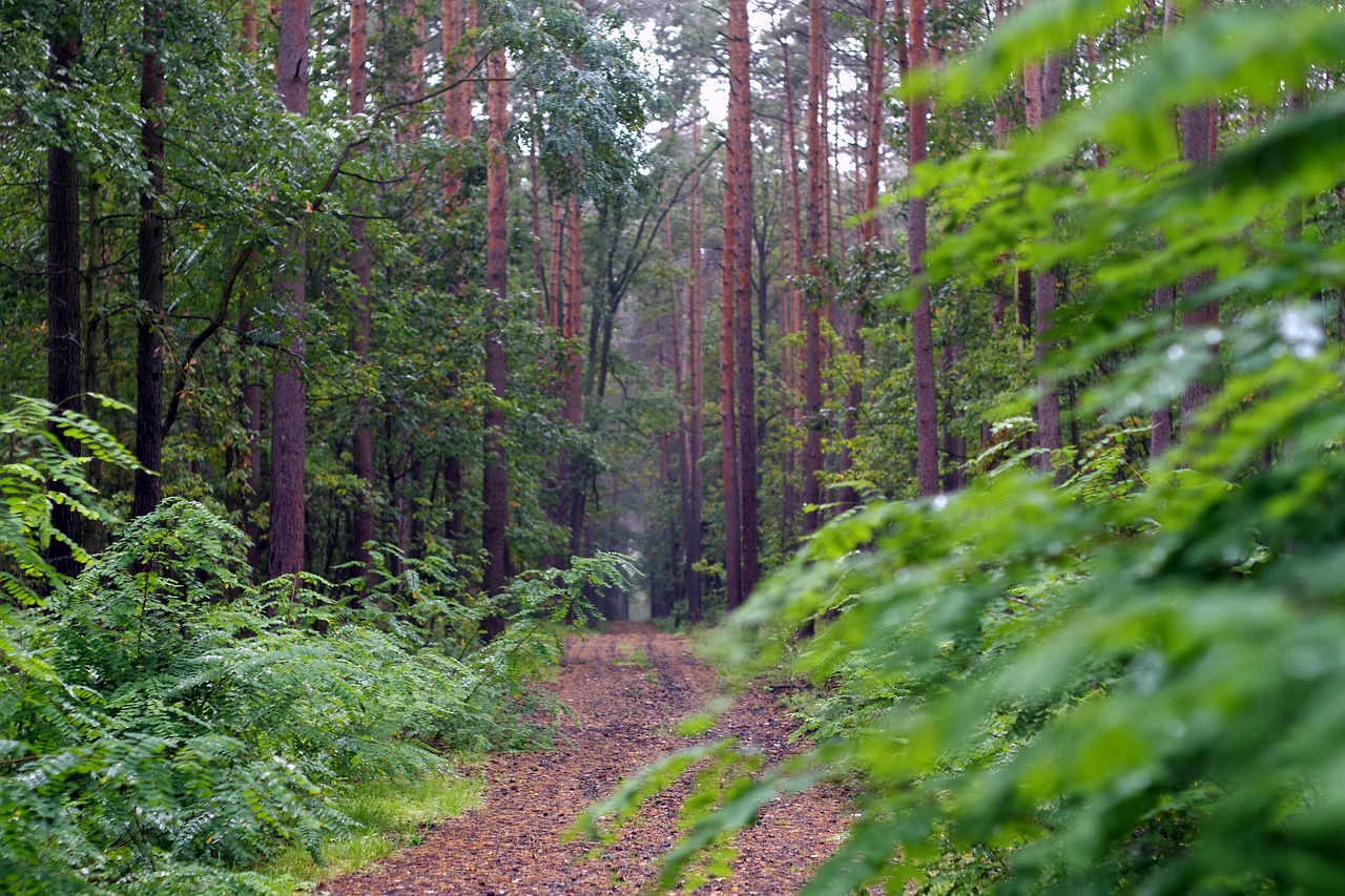 Forest Green Autumn - Free photo on Pixabay - Pixabay