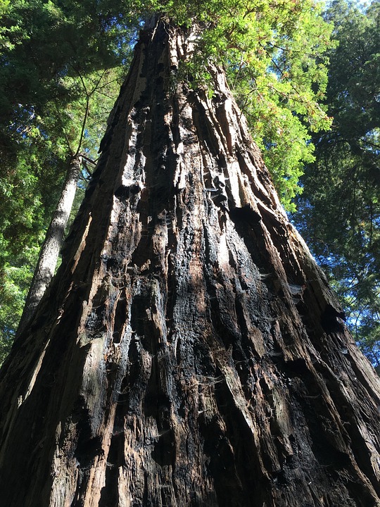 Redwoods Forest Giant Trees - Free photo on Pixabay