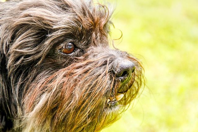 Perro Hocico Claridad - Foto gratis en Pixabay - Pixabay