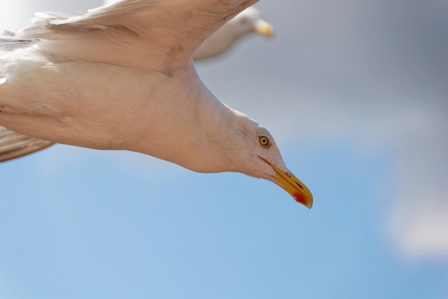 Gull Bird Close Up Water - Free photo on Pixabay - Pixabay