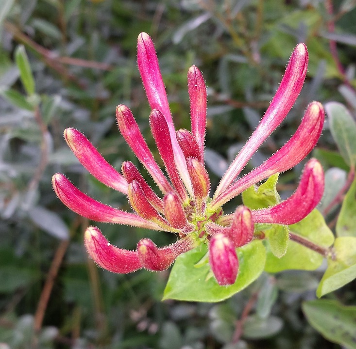 Nature Flower Honeysuckle - Free photo on Pixabay