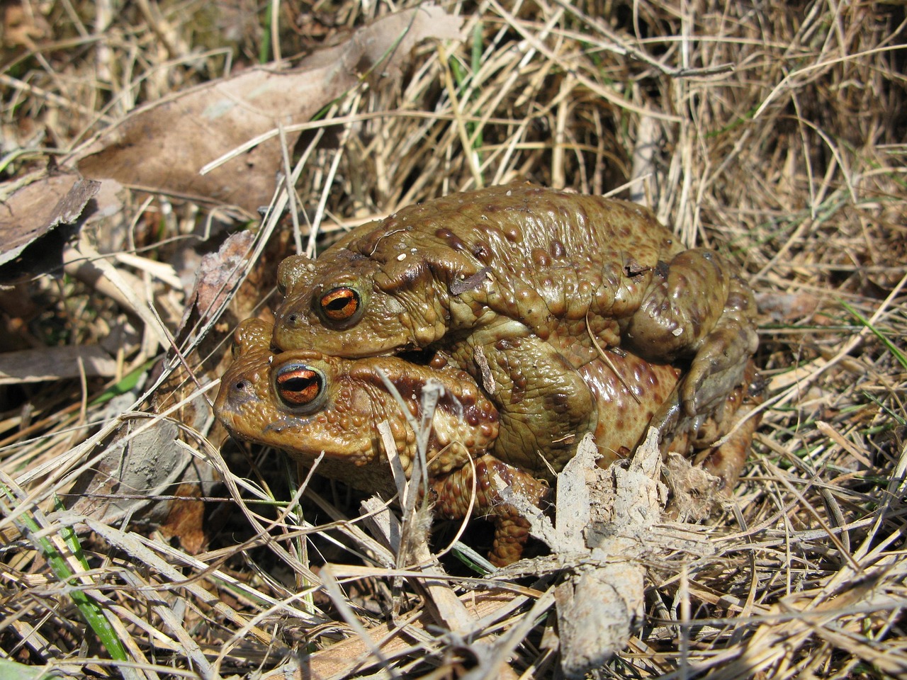 Toad Frog Brown - Free photo on Pixabay - Pixabay