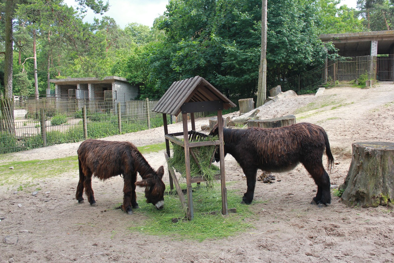 Zoológico Burros - Foto gratis en Pixabay - Pixabay