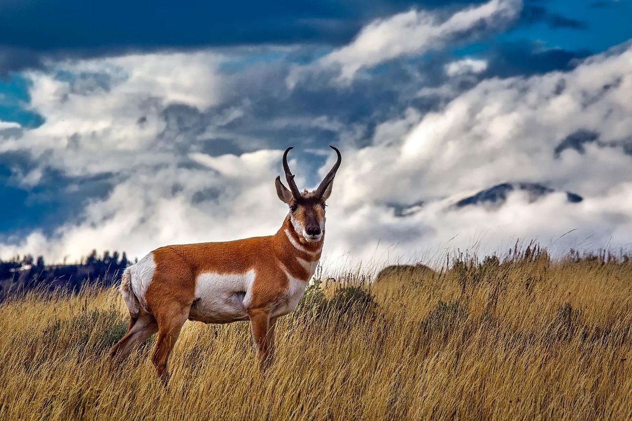 30+ Free Pronghorn & Antelope Images - Pixabay
