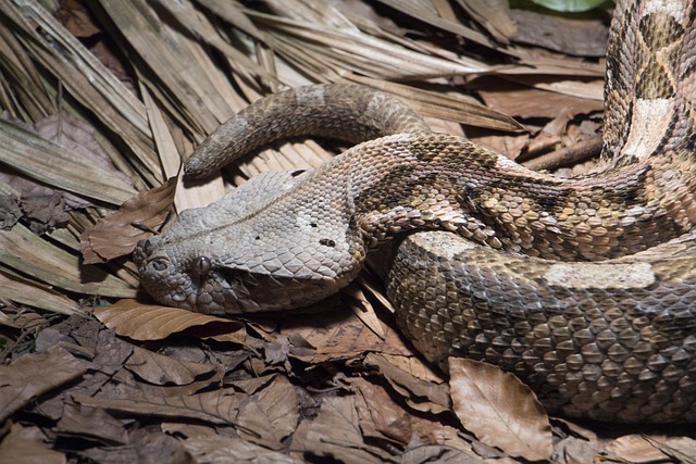 Serpent Nature Animal - Photo gratuite sur Pixabay - Pixabay