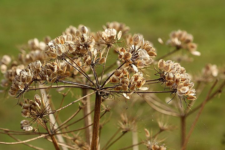 Meer dan 90 gratis afbeeldingen van Berenklauw en Natuur - Pixabay