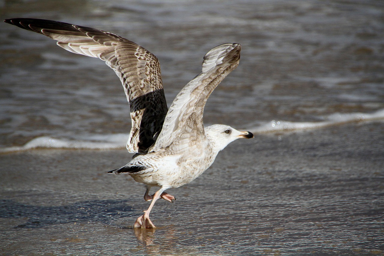 Gaviota Pájaro De Playa Aves - Foto gratis en Pixabay - Pixabay