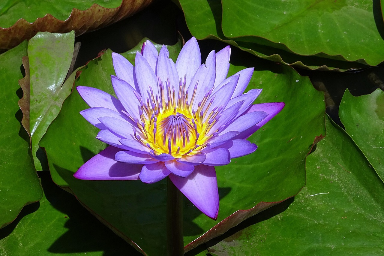 Lilia Kwiat Nymphaea Tina - Darmowe zdjęcie na Pixabay - Pixabay