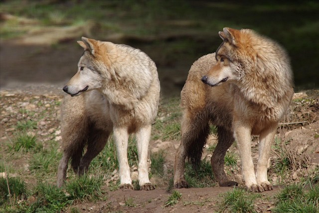 Nature Wolf Is - Free photo on Pixabay - Pixabay
