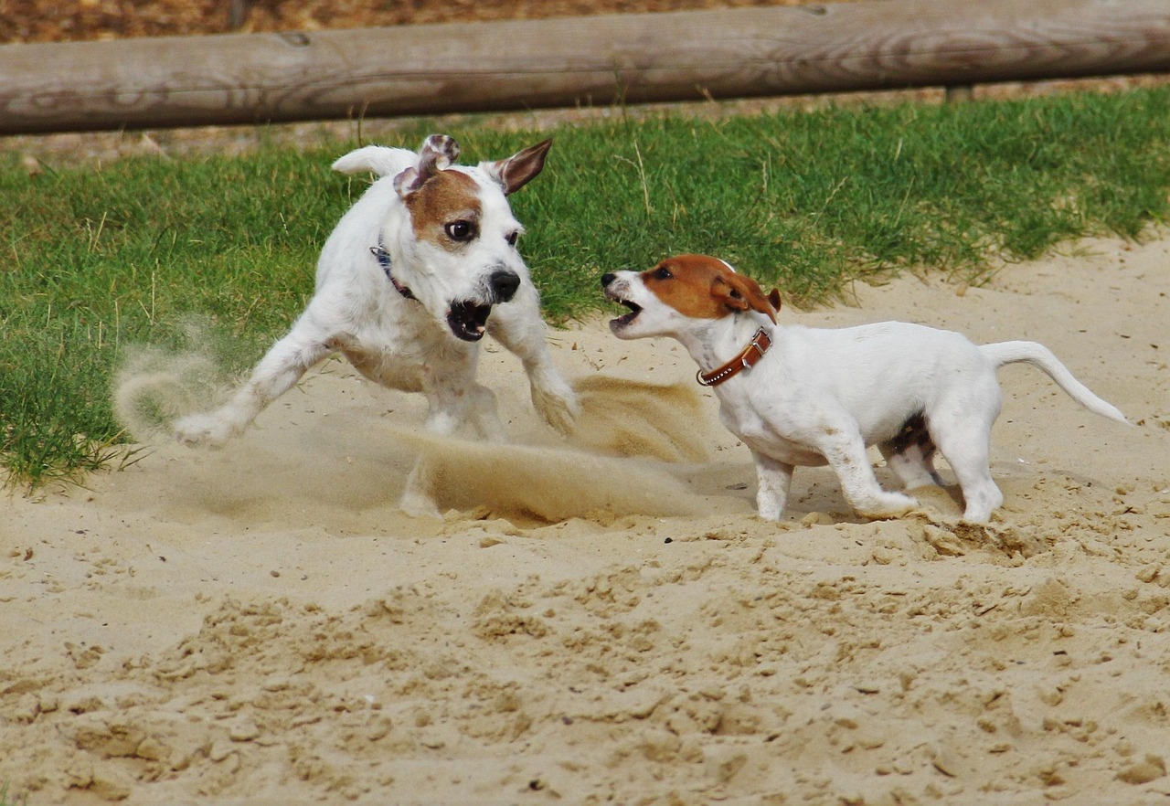 Playing Dogs Jack Russel Terrier - Free photo on Pixabay
