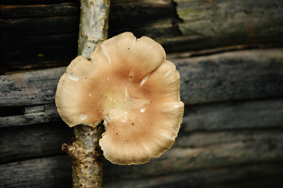 Tree Mushroom Mushrooms - Free photo on Pixabay - Pixabay