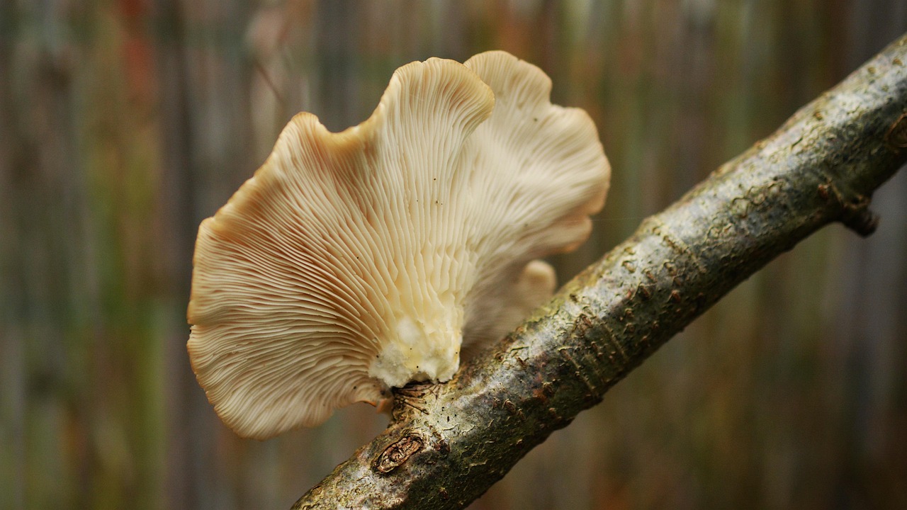 Tree Mushroom Mushrooms - Free photo on Pixabay - Pixabay