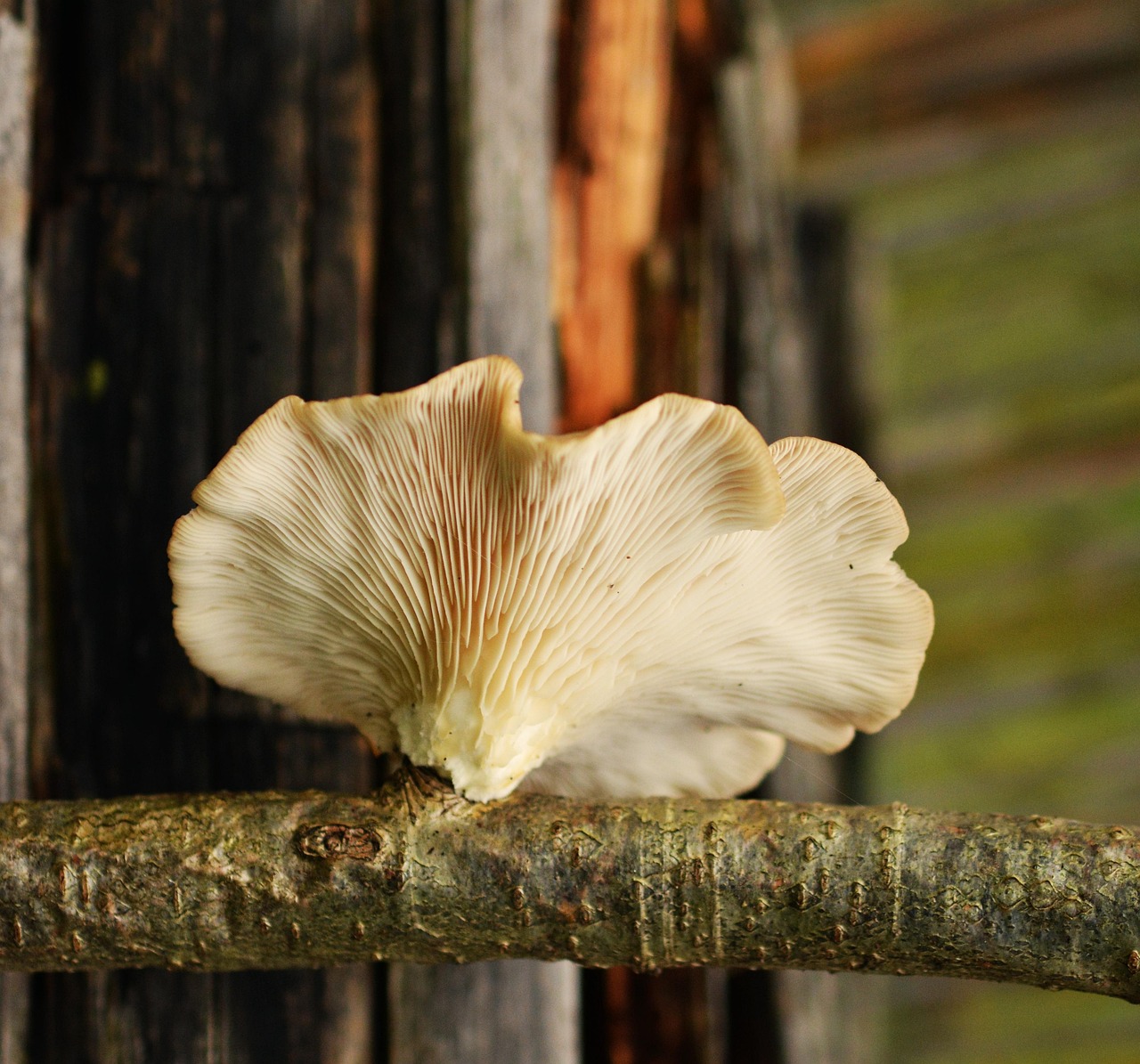 Tree Mushroom Mushrooms - Free photo on Pixabay - Pixabay