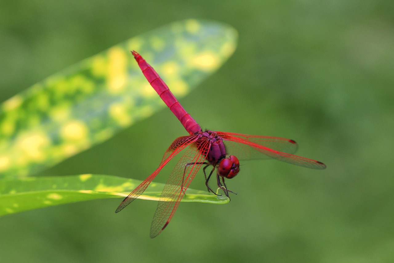Nature Dragonfly Bug - Free photo on Pixabay - Pixabay