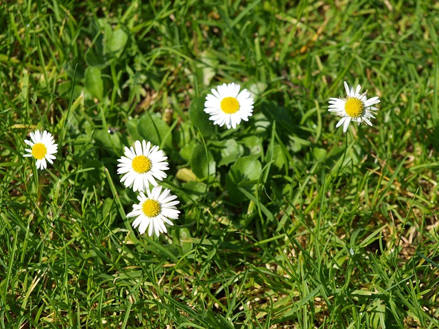 Margarida Prado Jardim - Foto gratuita no Pixabay - Pixabay
