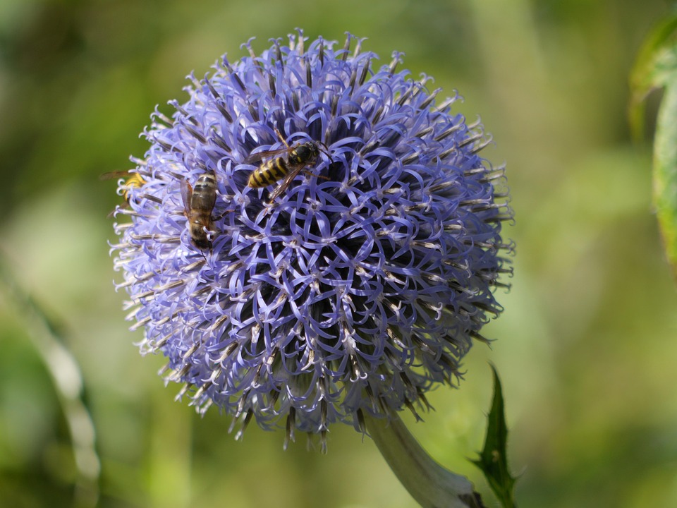 Blume Lauch Garten - Kostenloses Foto auf Pixabay