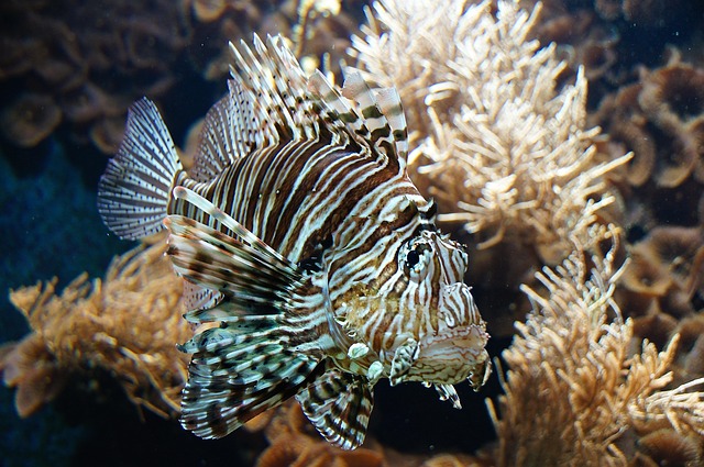 Ikan Laut - Foto gratis di Pixabay - Pixabay