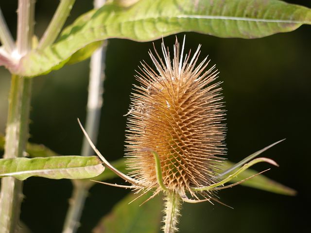 100+ Free Teasels & Wild Teasel Images - Pixabay