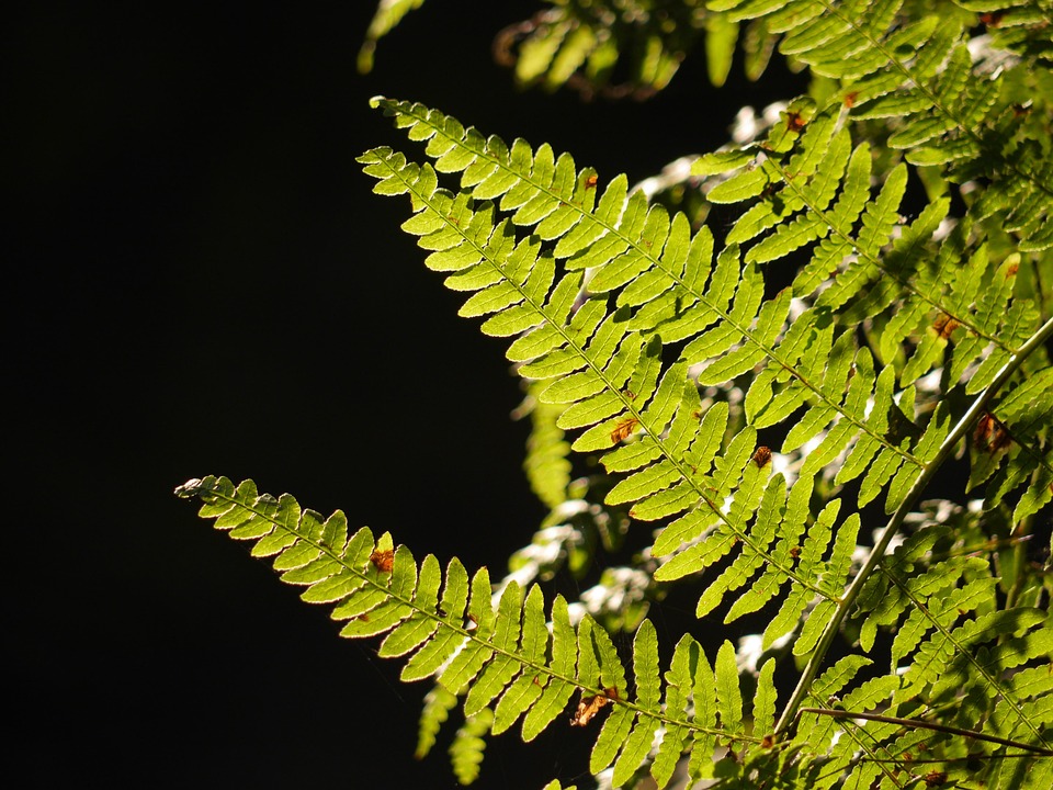 Bracken Leaves Leaf - Free photo on Pixabay - Pixabay