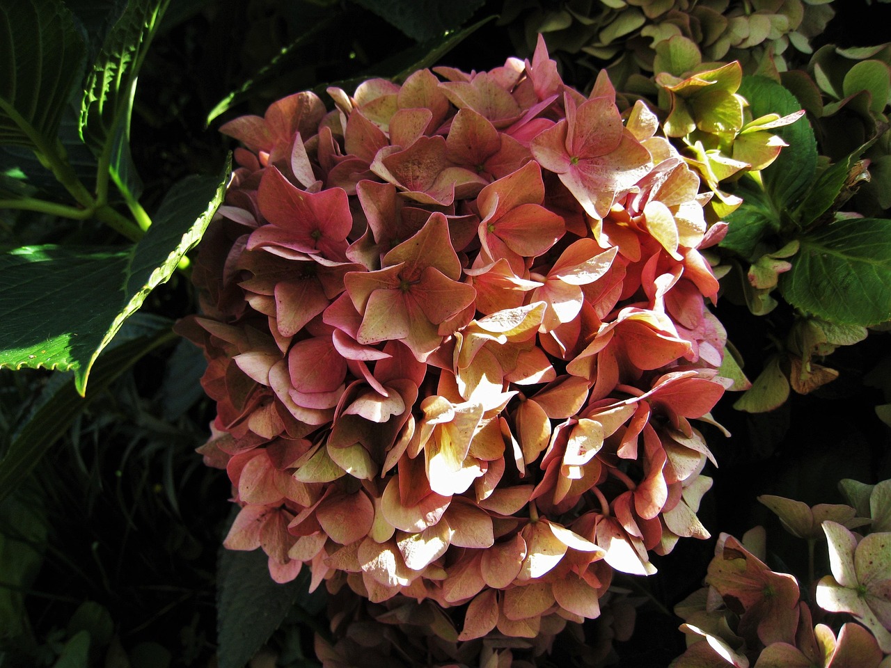Hydrangea Dusky Pink Autumnal - Free photo on Pixabay - Pixabay