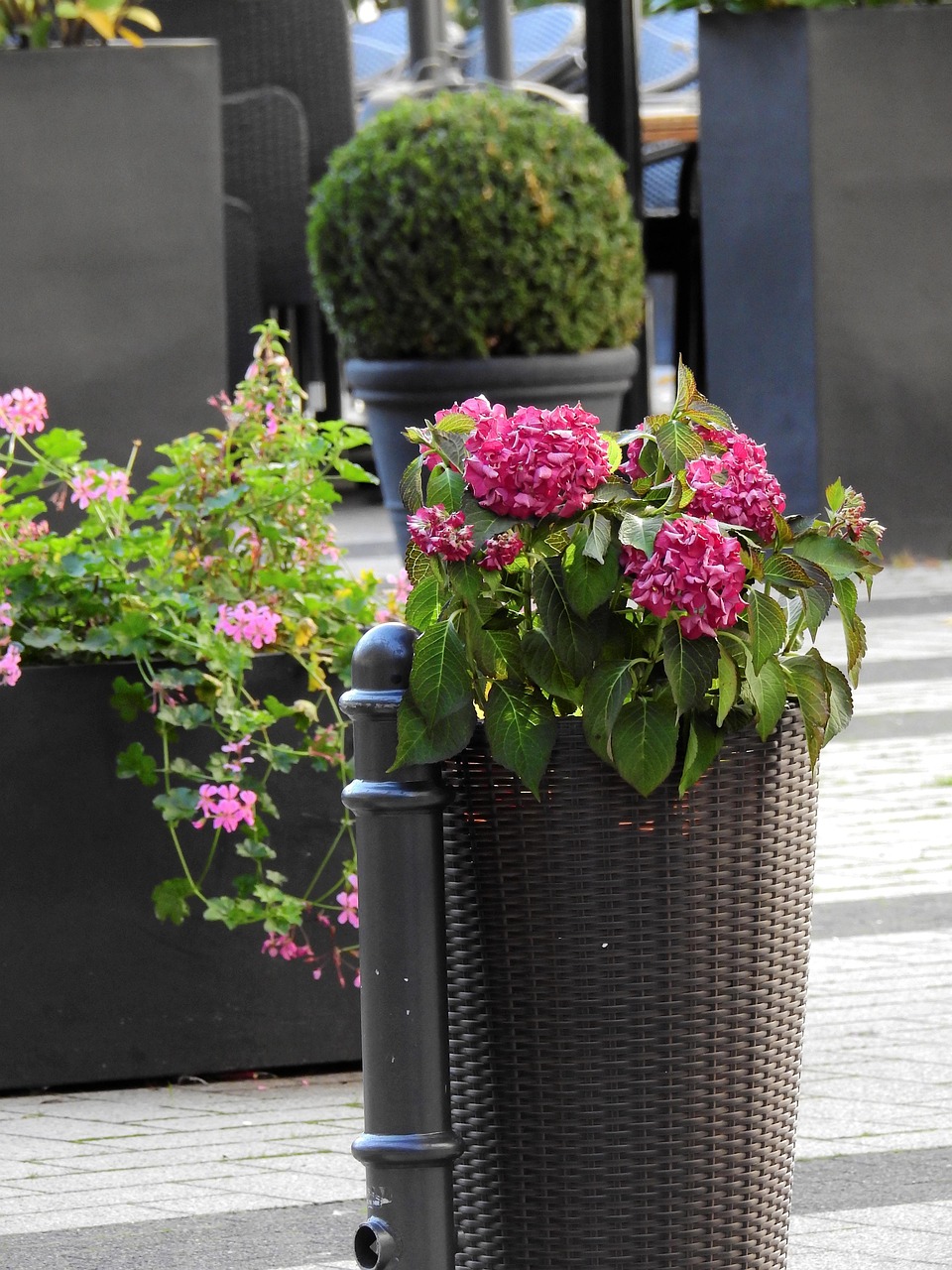 70+ Free Ornamental Flowerpot & Flowerpot Images - Pixabay