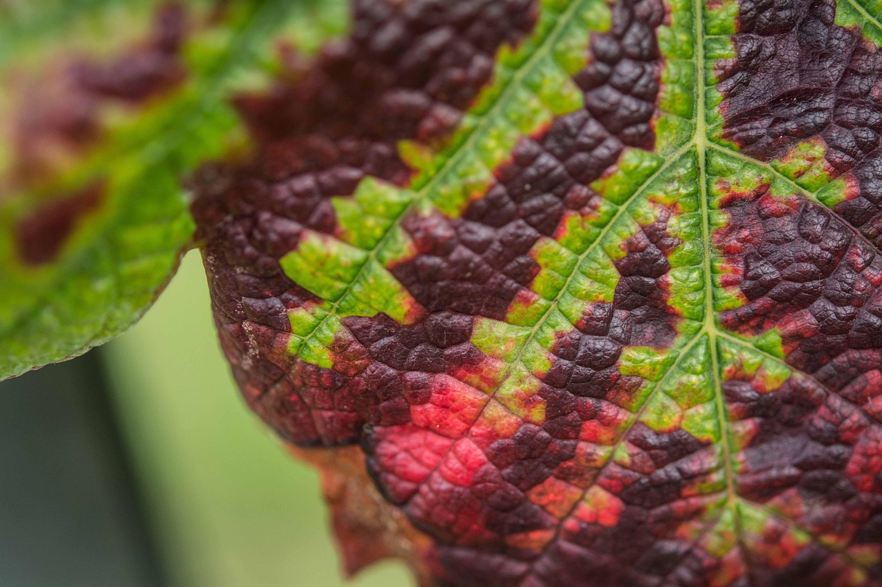 Fall Winery Leaf - Free photo on Pixabay - Pixabay