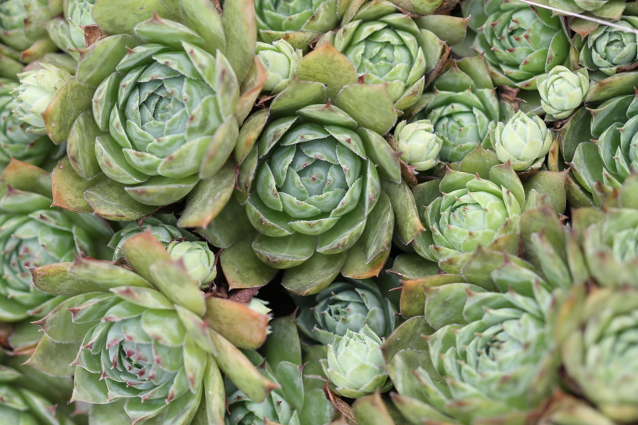 Garden Plant - Free photo on Pixabay